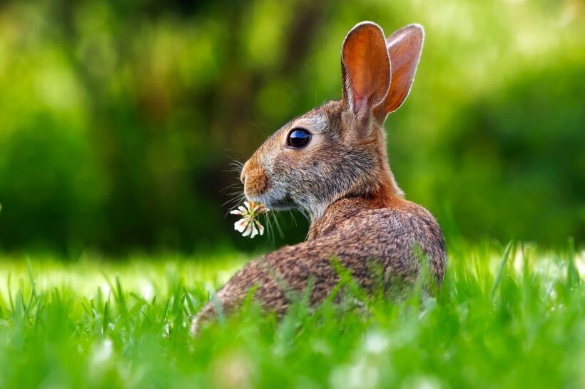 Why Is Your Rabbit Breathing Fast While Lying Down? Expert Insights ...