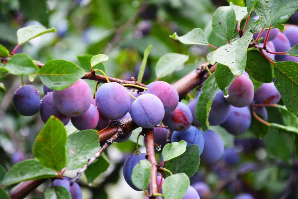 Pixy Plum Power: How to Care for Your Victoria Dwarf for Optimal Yields ...